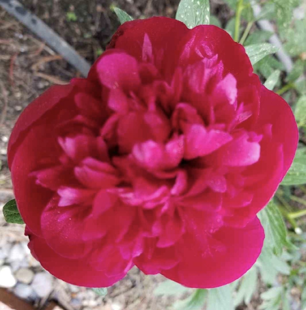 Sweet Sixteen – Caryn Moya Block